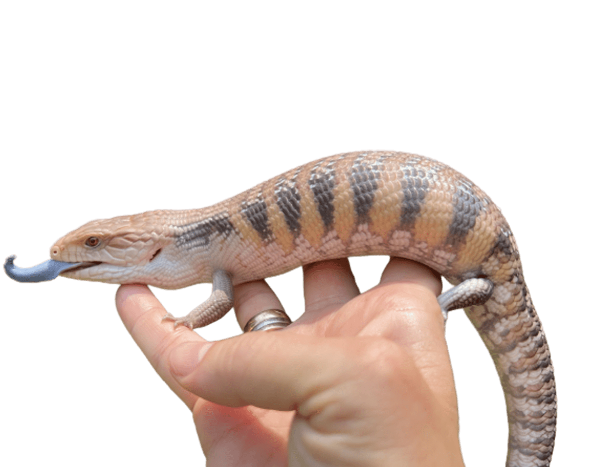 Home - Aunt Sandy's Skinks