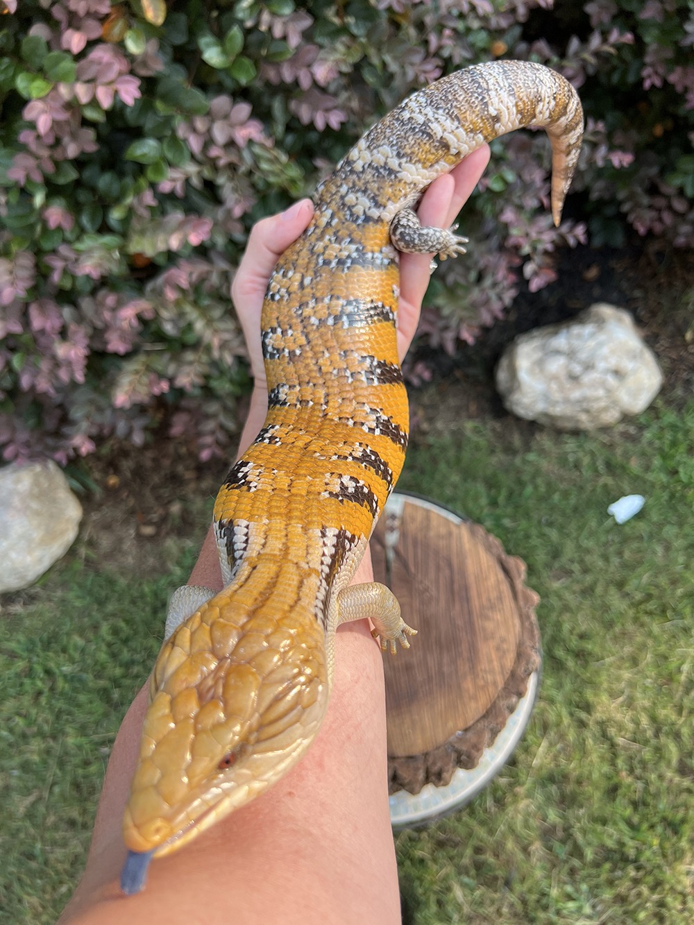 Golda - Aunt Sandy's Skinks