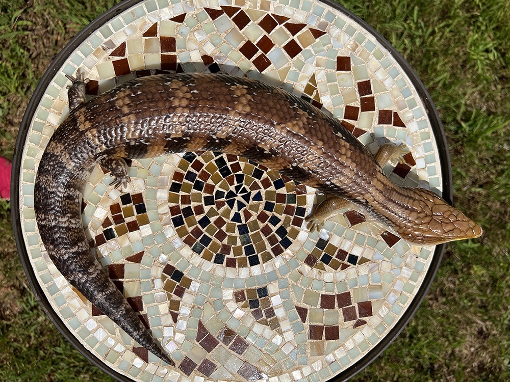 Genevieve - Aunt Sandy's Skinks