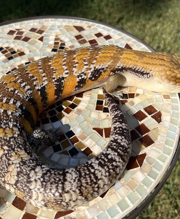 Gallery - Aunt Sandy's Skinks