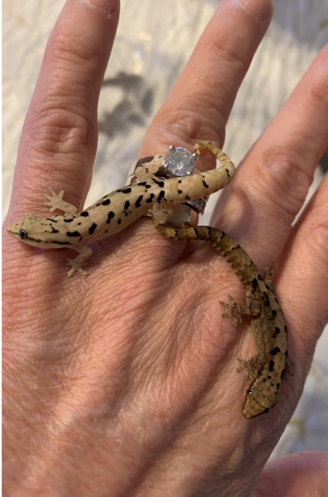 Mourning Geckos - Aunt Sandy's Skinks