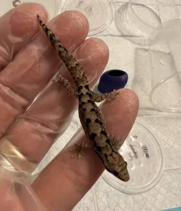 Mourning Geckos - Aunt Sandy's Skinks