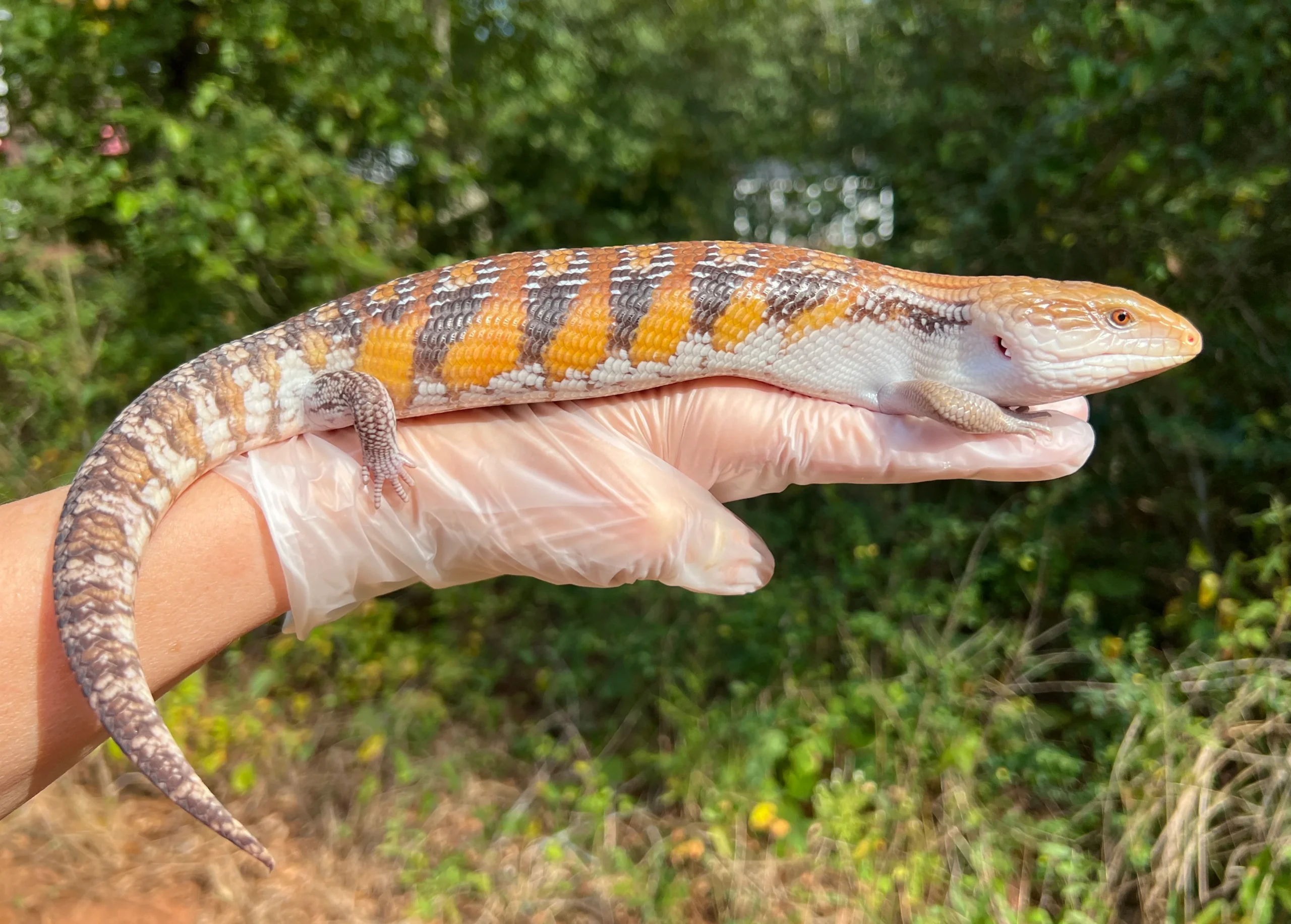 Wesselina x Geronimo (WG-05) - Aunt Sandy's Skinks