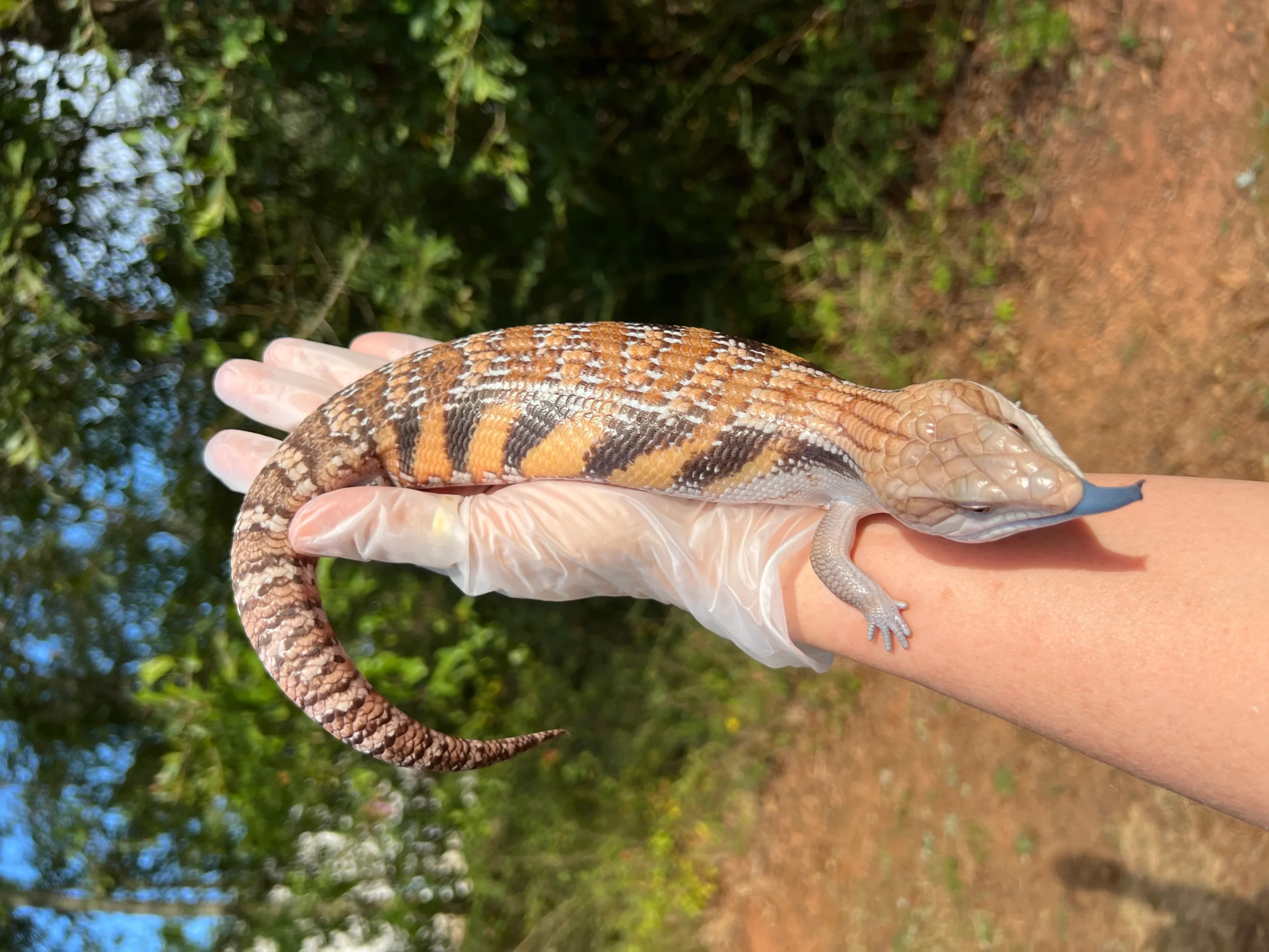 Wesselina x Geronimo (WG-03) - Aunt Sandy's Skinks