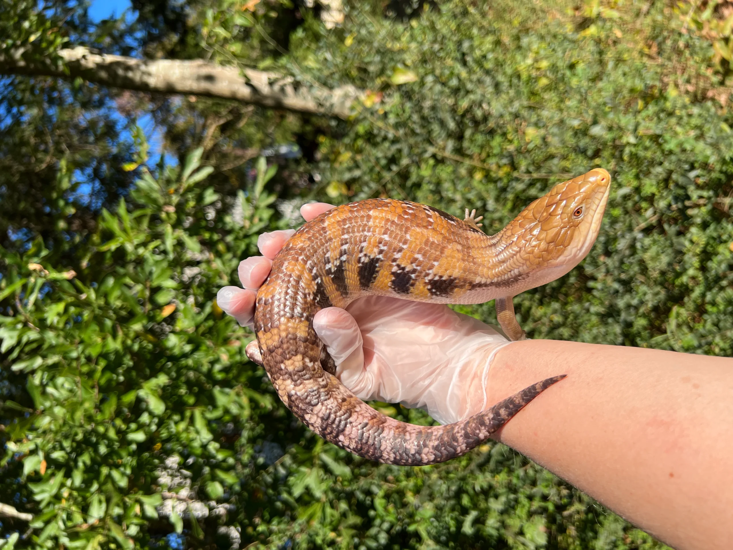 Genevieve x Rubber Band (GRB-01) - Aunt Sandy's Skinks