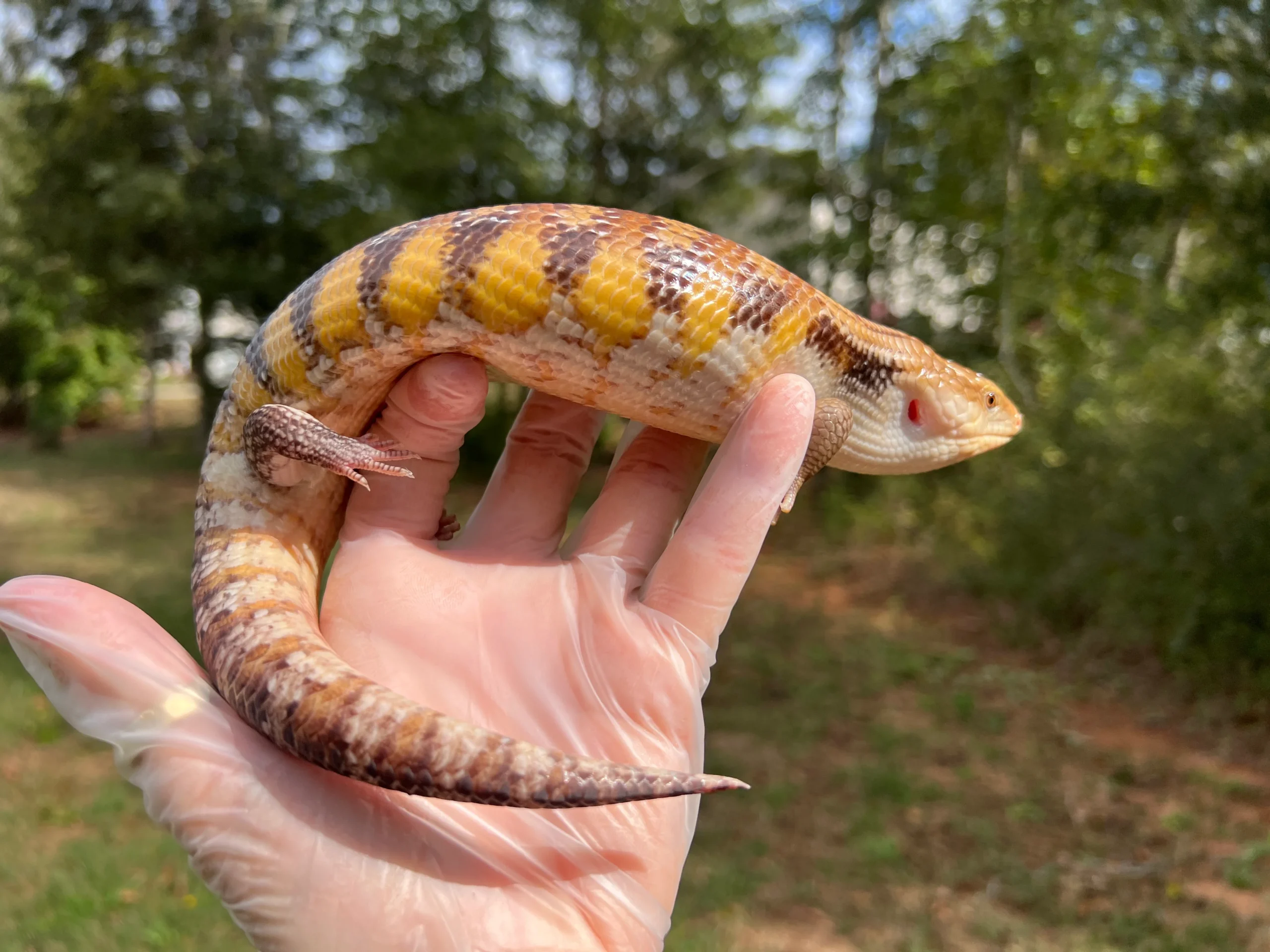 Anna Georgette x Little Bit (AGL-01) - Aunt Sandy's Skinks