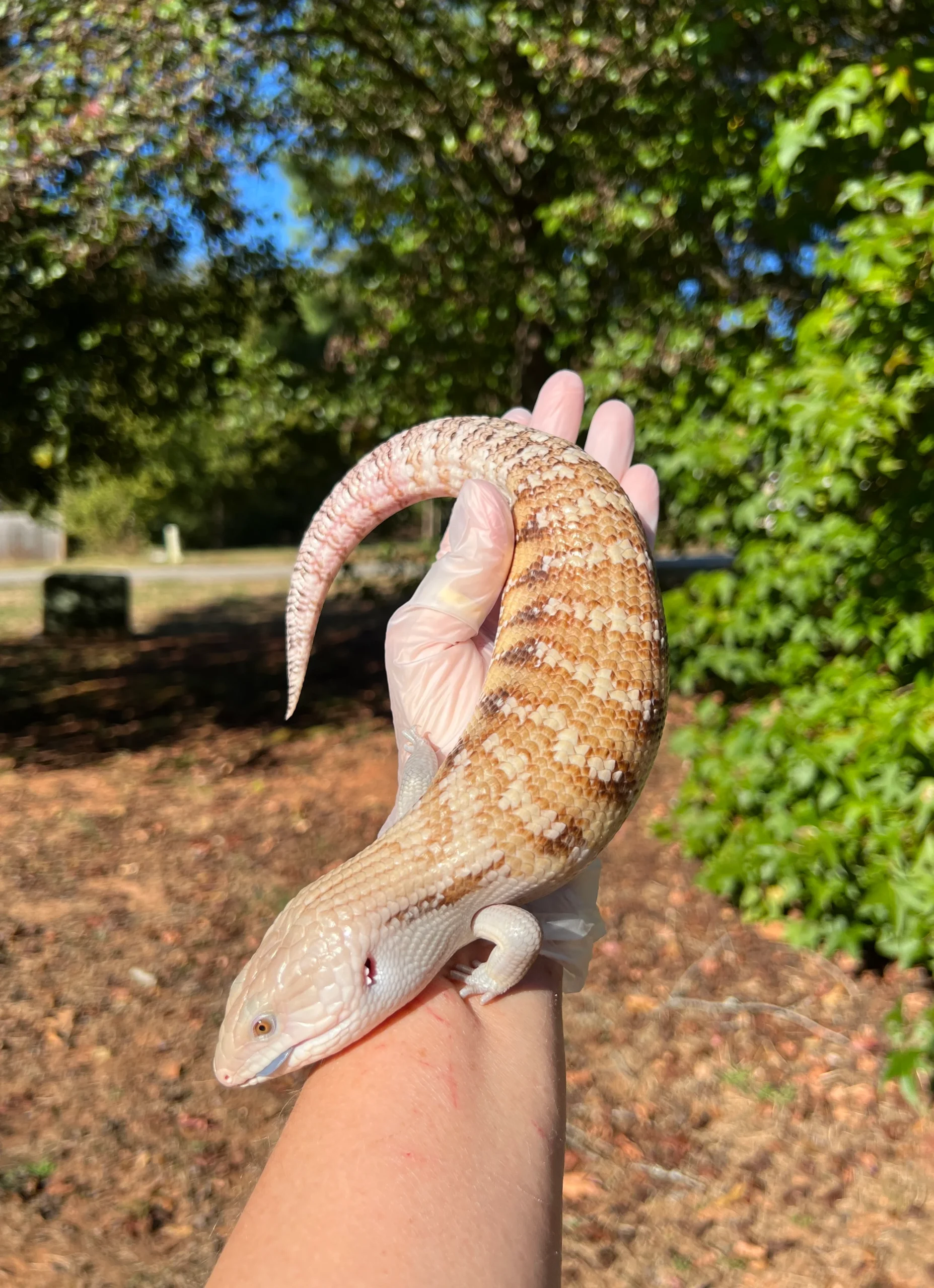 Baby x Blizzard (BB-03) - Aunt Sandy's Skinks